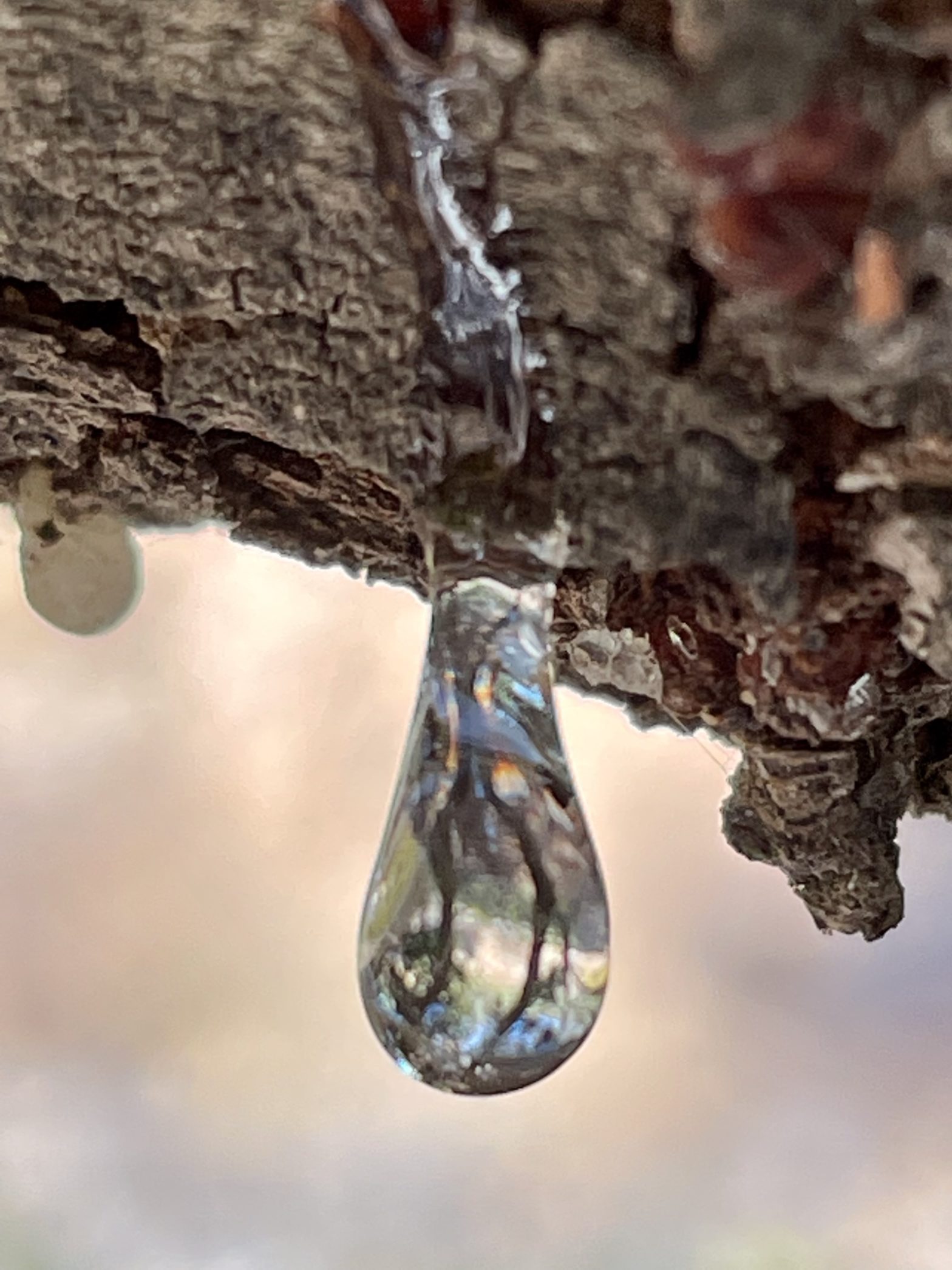 5+ výhod mastichy + vedlejší účinky, dávkování - Masticha